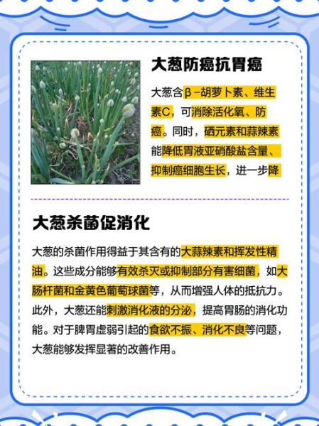 葱的功效与作用_葱怎么吃最健康-第2张图片-山城妙识 葱的功效与作用_葱怎么吃最健康-第2张图片-山城妙识