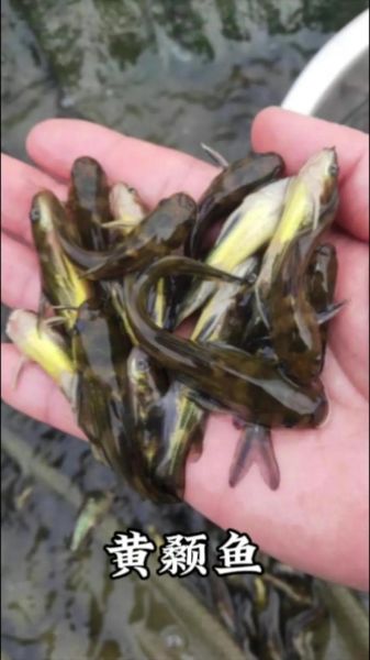 黄骨鱼养殖条件_黄骨鱼养殖水质要求-第2张图片-山城妙识 黄骨鱼养殖条件_黄骨鱼养殖水质要求-第2张图片-山城妙识