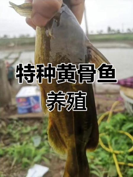 黄骨鱼养殖条件_黄骨鱼养殖水质要求-第3张图片-山城妙识 黄骨鱼养殖条件_黄骨鱼养殖水质要求-第3张图片-山城妙识