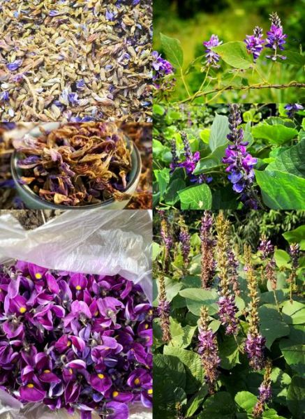 葛根花图片_葛根花长什么样-第1张图片-山城妙识 葛根花图片_葛根花长什么样-第1张图片-山城妙识