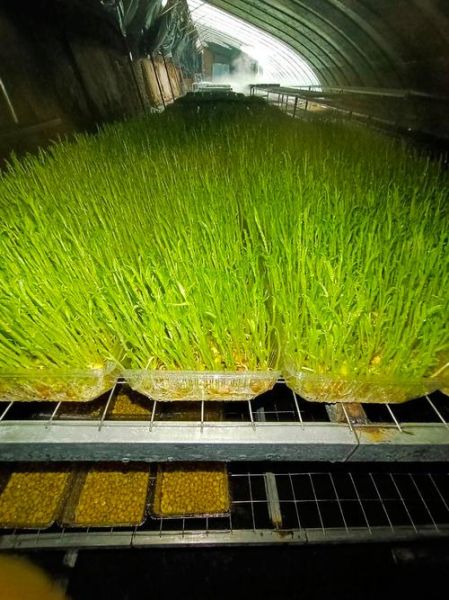 芽苗菜创业靠谱吗_芽苗菜利润怎么样-第1张图片-山城妙识 芽苗菜创业靠谱吗_芽苗菜利润怎么样-第1张图片-山城妙识