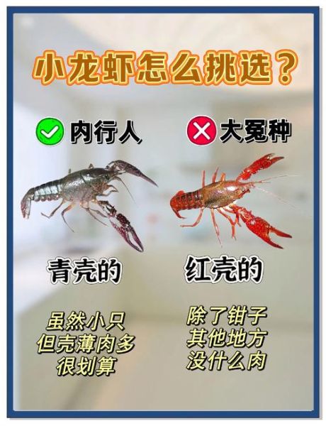 龙虾吃什么食物好养活_龙虾养殖饲料选择-第1张图片-山城妙识 龙虾吃什么食物好养活_龙虾养殖饲料选择-第1张图片-山城妙识