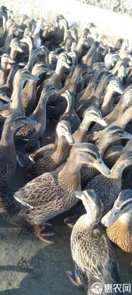 鸭肉价格今日价_鸭肉多少钱一斤-第3张图片-山城妙识 鸭肉价格今日价_鸭肉多少钱一斤-第3张图片-山城妙识