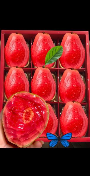 红心番石榴怎么吃_红心番石榴的正确吃法-第1张图片-山城妙识 红心番石榴怎么吃_红心番石榴的正确吃法-第1张图片-山城妙识