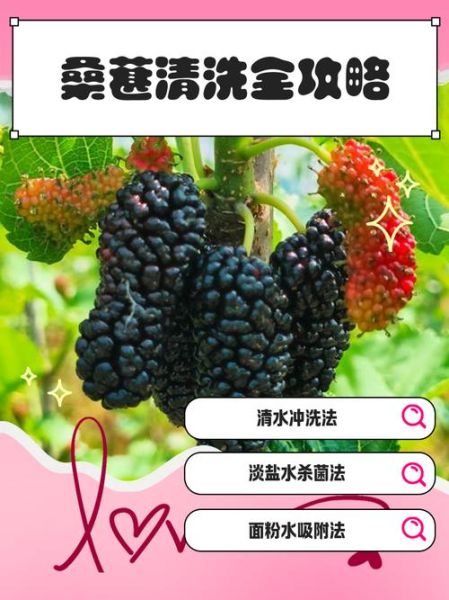 桑葚怎么洗干净_桑葚洗了手发黑怎么办-第2张图片-山城妙识 桑葚怎么洗干净_桑葚洗了手发黑怎么办-第2张图片-山城妙识