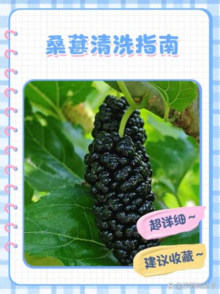 桑葚怎么洗干净_桑葚洗了手发黑怎么办-第1张图片-山城妙识 桑葚怎么洗干净_桑葚洗了手发黑怎么办-第1张图片-山城妙识