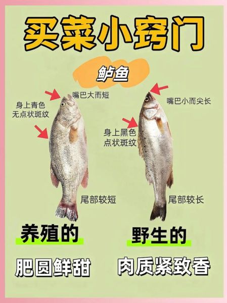 菜市场常见鱼有哪些_如何挑选新鲜鱼-第2张图片-山城妙识 菜市场常见鱼有哪些_如何挑选新鲜鱼-第2张图片-山城妙识