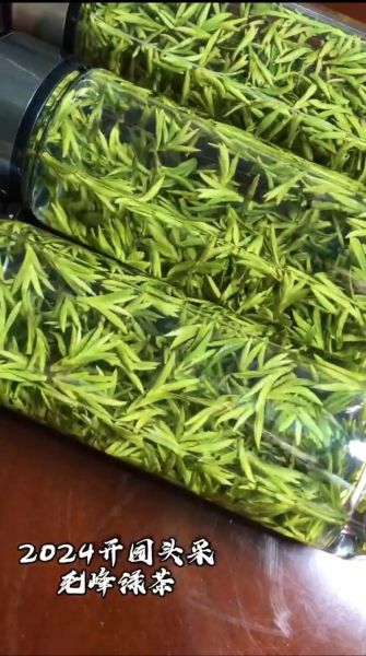 峨眉毛峰属于什么茶_峨眉毛峰怎么泡才香-第3张图片-山城妙识 峨眉毛峰属于什么茶_峨眉毛峰怎么泡才香-第3张图片-山城妙识