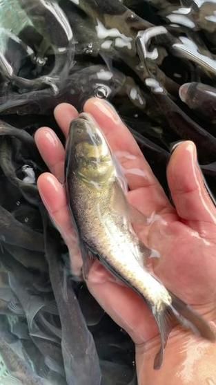 鱼塘养殖什么鱼最赚钱_新手适合养什么高收益鱼种-第2张图片-山城妙识 鱼塘养殖什么鱼最赚钱_新手适合养什么高收益鱼种-第2张图片-山城妙识