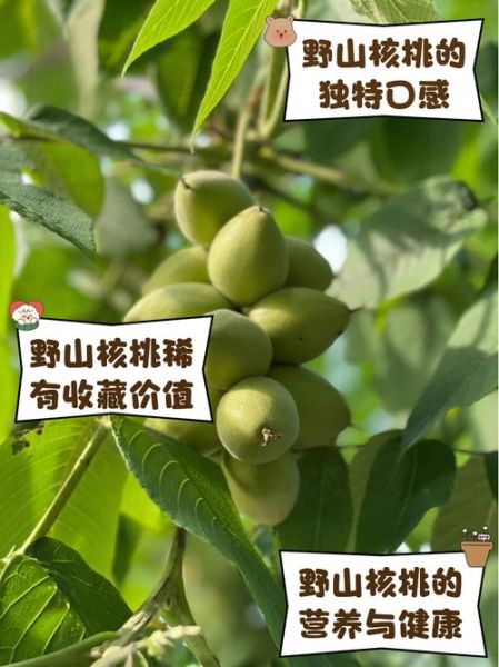 野山核桃的功效与作用_野山核桃怎么吃好-第1张图片-山城妙识 野山核桃的功效与作用_野山核桃怎么吃好-第1张图片-山城妙识