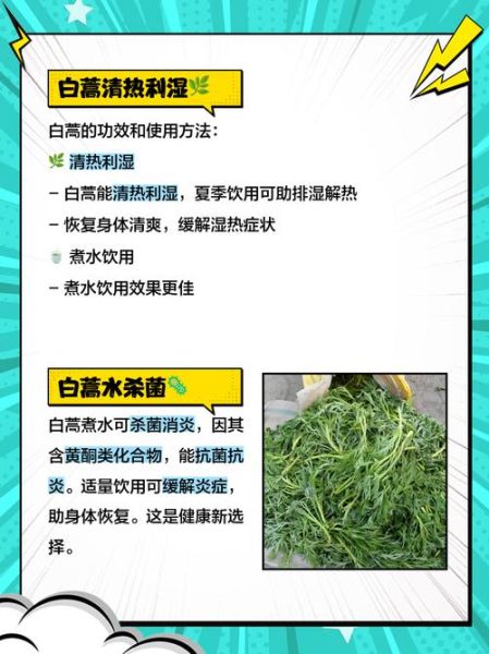 长期喝白蒿水有副作用吗_白蒿水副作用有哪些-第2张图片-山城妙识 长期喝白蒿水有副作用吗_白蒿水副作用有哪些-第2张图片-山城妙识