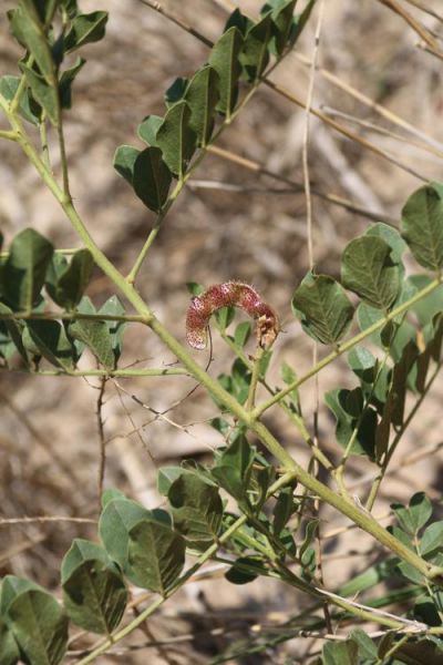 甘草图片高清图片_甘草长什么样-第1张图片-山城妙识 甘草图片高清图片_甘草长什么样-第1张图片-山城妙识