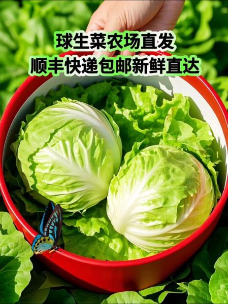 球生菜可以生吃吗_生吃球生菜安全吗-第1张图片-山城妙识