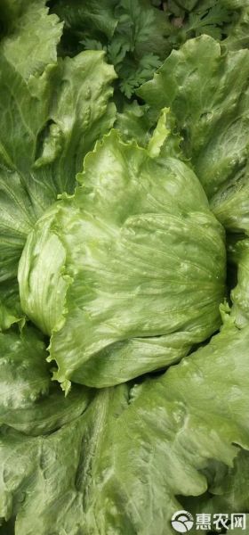 球生菜可以生吃吗_生吃球生菜安全吗-第3张图片-山城妙识