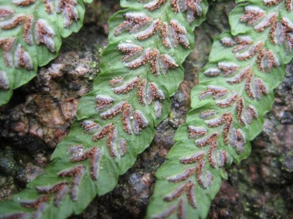 猴腿蹄盖蕨怎么养_猴腿蹄盖蕨能吃吗-第1张图片-山城妙识