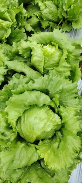 球生菜可以生吃吗_生吃球生菜安全吗-第2张图片-山城妙识