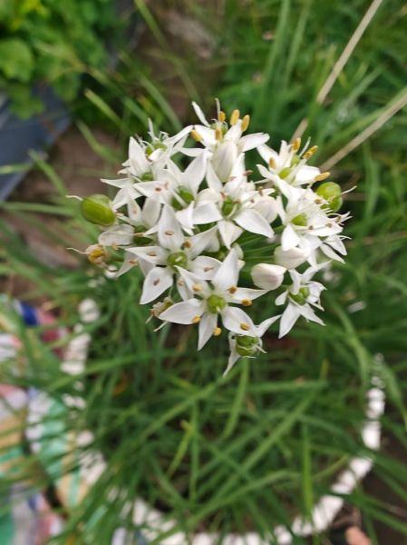 韮菜花怎样腌制不变色_韮菜腌多久不变黄-第1张图片-山城妙识