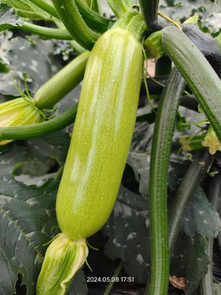 西葫芦和瓠瓜的区别_怎么区分-第3张图片-山城妙识 西葫芦和瓠瓜的区别_怎么区分-第3张图片-山城妙识