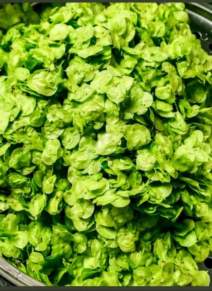 榆钱饭课文赏析_写作手法有哪些-第2张图片-山城妙识 榆钱饭课文赏析_写作手法有哪些-第2张图片-山城妙识