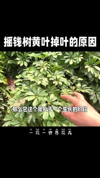 鸭掌木怎么养_鸭掌木叶子发黄怎么办-第3张图片-山城妙识 鸭掌木怎么养_鸭掌木叶子发黄怎么办-第3张图片-山城妙识