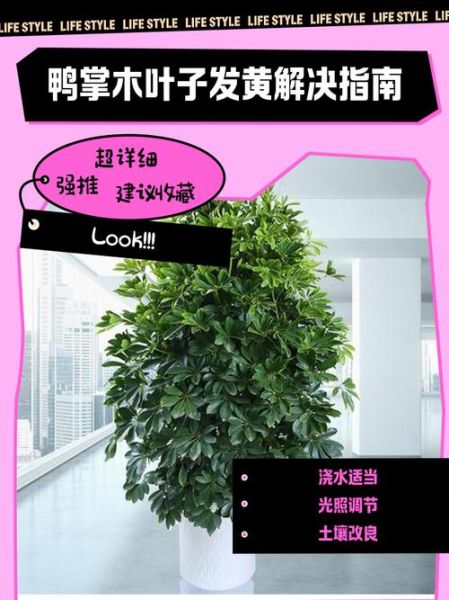 鸭掌木怎么养_鸭掌木叶子发黄怎么办-第2张图片-山城妙识 鸭掌木怎么养_鸭掌木叶子发黄怎么办-第2张图片-山城妙识