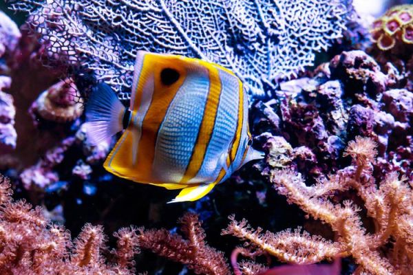 偷嘴鱼图片怎么拍_偷嘴鱼高清壁纸哪里找-第2张图片-山城妙识