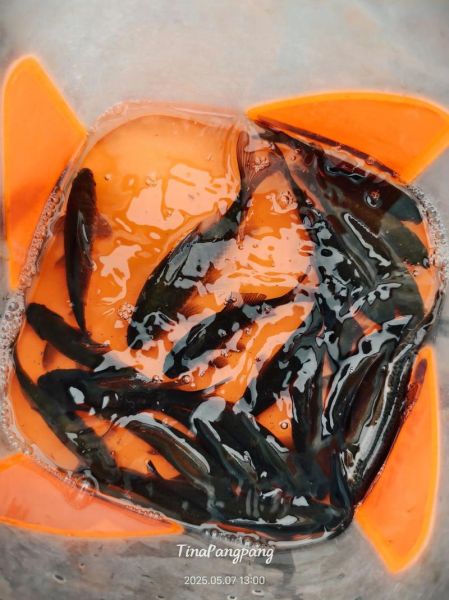 偷嘴鱼图片怎么拍_偷嘴鱼高清壁纸哪里找-第1张图片-山城妙识