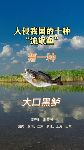 偷嘴鱼图片怎么拍_偷嘴鱼高清壁纸哪里找-第3张图片-山城妙识