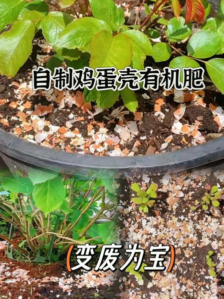 鸡蛋壳怎么做肥料_鸡蛋壳肥料使用方法-第1张图片-山城妙识 鸡蛋壳怎么做肥料_鸡蛋壳肥料使用方法-第1张图片-山城妙识