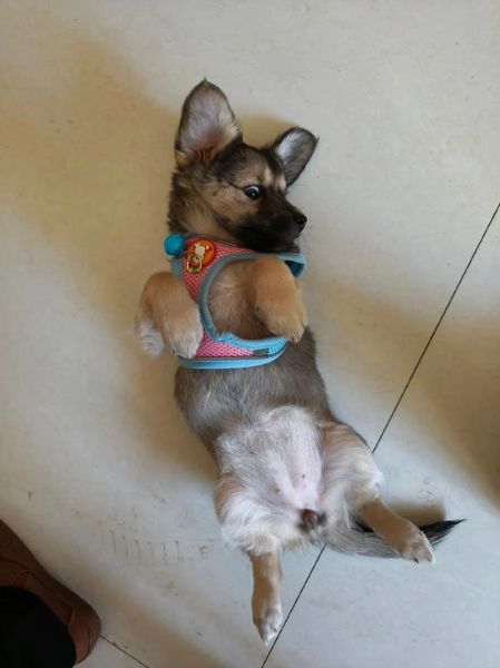 狗宝多少钱一斤_狗宝价格行情-第2张图片-山城妙识 狗宝多少钱一斤_狗宝价格行情-第2张图片-山城妙识