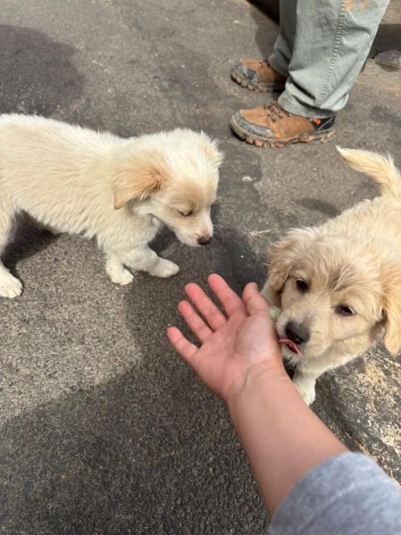 狗宝多少钱一斤_狗宝价格行情-第3张图片-山城妙识 狗宝多少钱一斤_狗宝价格行情-第3张图片-山城妙识