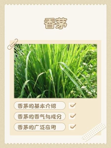 香茅泡水喝有什么作用_香茅茶的功效与禁忌-第2张图片-山城妙识 香茅泡水喝有什么作用_香茅茶的功效与禁忌-第2张图片-山城妙识