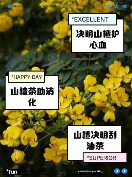 决明子泡水喝有什么好处_决明子泡水喝的正确方法-第1张图片-山城妙识 决明子泡水喝有什么好处_决明子泡水喝的正确方法-第1张图片-山城妙识