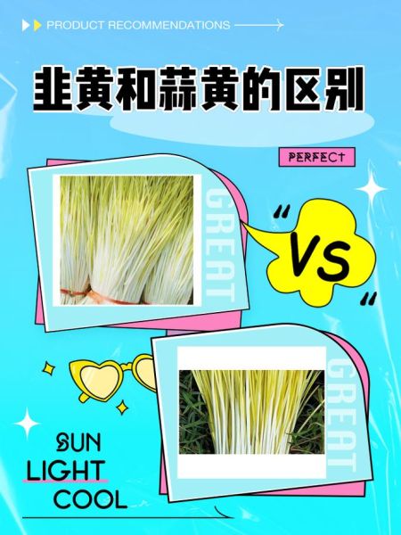 蒜黄和韭黄的区别_哪个更有营养-第1张图片-山城妙识 蒜黄和韭黄的区别_哪个更有营养-第1张图片-山城妙识