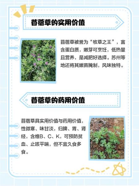 苜蓿草小说讲了什么_苜蓿草小说结局解析-第3张图片-山城妙识 苜蓿草小说讲了什么_苜蓿草小说结局解析-第3张图片-山城妙识