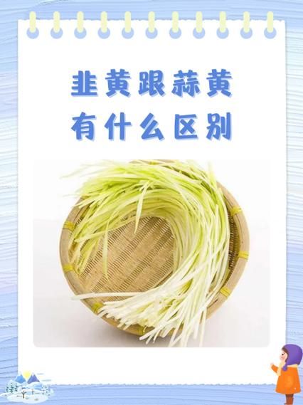蒜黄和韭黄的区别_哪个更有营养-第2张图片-山城妙识 蒜黄和韭黄的区别_哪个更有营养-第2张图片-山城妙识