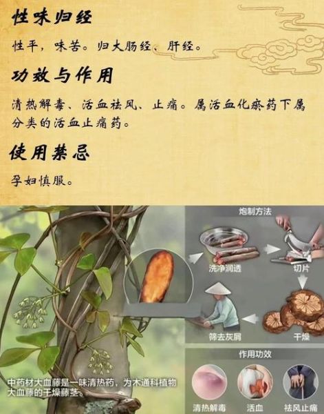 红藤的功效与作用禁忌_红藤适合什么人吃-第2张图片-山城妙识 红藤的功效与作用禁忌_红藤适合什么人吃-第2张图片-山城妙识