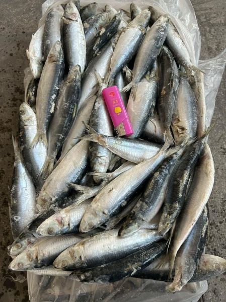 鲱鱼罐头多少钱一罐_鲱鱼罐头价格区间-第2张图片-山城妙识 鲱鱼罐头多少钱一罐_鲱鱼罐头价格区间-第2张图片-山城妙识