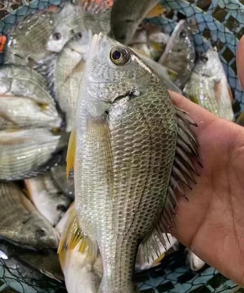 立鱼是海鱼还是淡水鱼_立鱼生活习性全解析-第1张图片-山城妙识 立鱼是海鱼还是淡水鱼_立鱼生活习性全解析-第1张图片-山城妙识