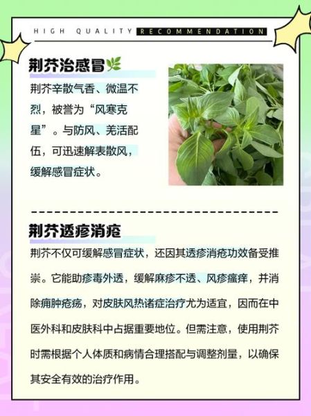 荆芥的功效与作用及禁忌_荆芥哪些人不能吃-第3张图片-山城妙识 荆芥的功效与作用及禁忌_荆芥哪些人不能吃-第3张图片-山城妙识