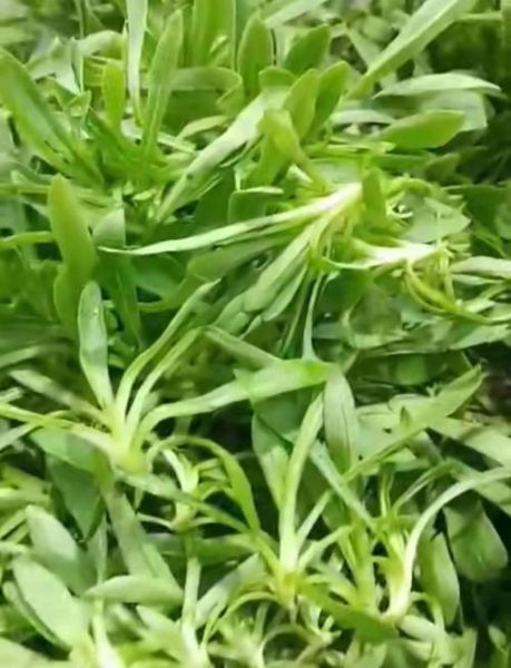 面条菜和什么野菜相似_怎么区分真假面条菜-第1张图片-山城妙识 面条菜和什么野菜相似_怎么区分真假面条菜-第1张图片-山城妙识