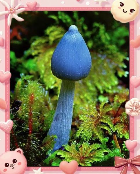 蓝瘦香菇是什么意思_蓝瘦香菇的出处-第1张图片-山城妙识 蓝瘦香菇是什么意思_蓝瘦香菇的出处-第1张图片-山城妙识