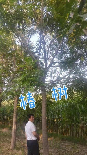 院子种香椿树大凶_风水禁忌真相-第1张图片-山城妙识 院子种香椿树大凶_风水禁忌真相-第1张图片-山城妙识