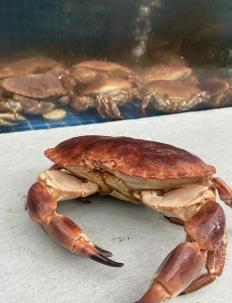 面包蟹怎么做好吃又简单_清蒸还是香辣-第1张图片-山城妙识 面包蟹怎么做好吃又简单_清蒸还是香辣-第1张图片-山城妙识