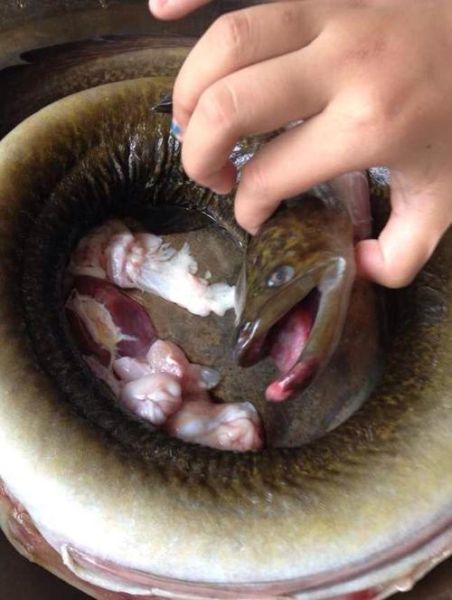 蛇鱼是什么_蛇鱼能吃吗-第3张图片-山城妙识 蛇鱼是什么_蛇鱼能吃吗-第3张图片-山城妙识