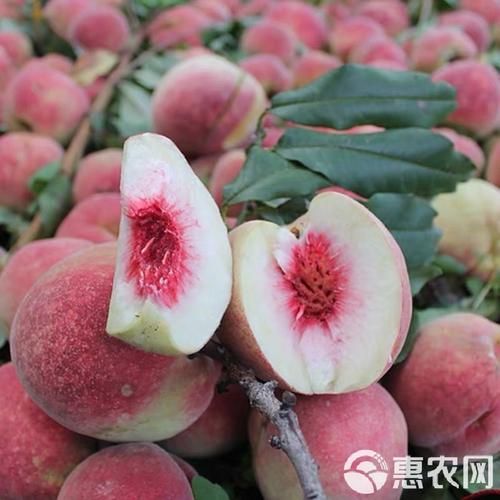 无锡水蜜桃基地在哪里_无锡水蜜桃采摘时间-第3张图片-山城妙识 无锡水蜜桃基地在哪里_无锡水蜜桃采摘时间-第3张图片-山城妙识