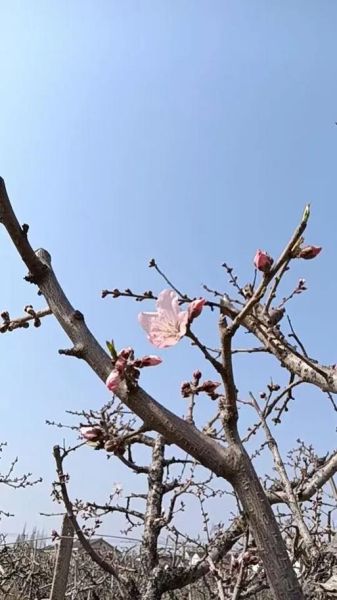 无锡水蜜桃基地在哪里_无锡水蜜桃采摘时间-第1张图片-山城妙识 无锡水蜜桃基地在哪里_无锡水蜜桃采摘时间-第1张图片-山城妙识