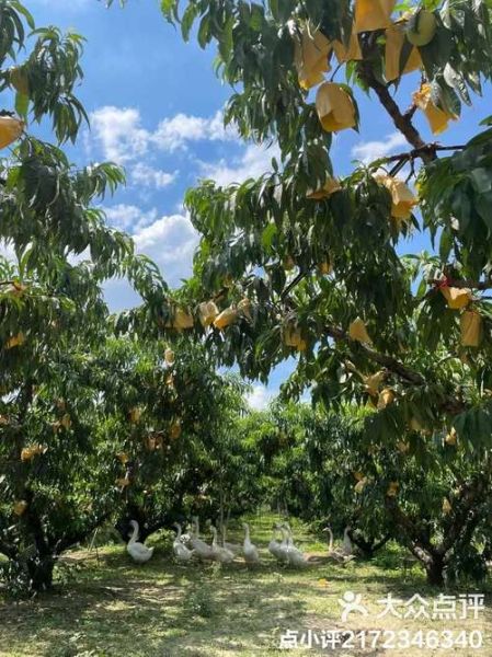 无锡水蜜桃基地在哪里_无锡水蜜桃采摘时间-第2张图片-山城妙识 无锡水蜜桃基地在哪里_无锡水蜜桃采摘时间-第2张图片-山城妙识