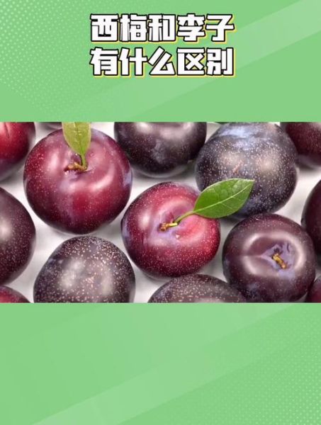 西梅和李子的区别_西梅和李子哪个更通便-第1张图片-山城妙识 西梅和李子的区别_西梅和李子哪个更通便-第1张图片-山城妙识
