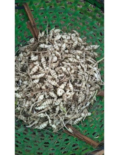 螺丝菜是什么_螺丝菜怎么吃-第2张图片-山城妙识 螺丝菜是什么_螺丝菜怎么吃-第2张图片-山城妙识